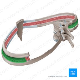 External intercostals: Origin, insertion, supply, actions | Kenhub