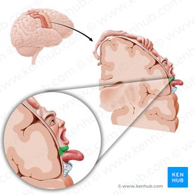 Motor cortex: Anatomy and function | Kenhub