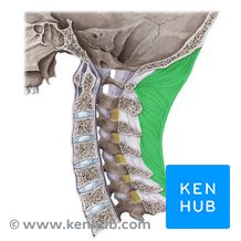 Nuchal ligament: Anatomy, attachments and function | Kenhub