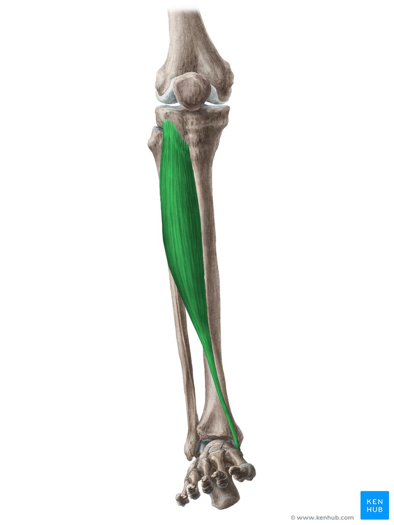 Músculo tibial anterior: Anatomía y función | Kenhub