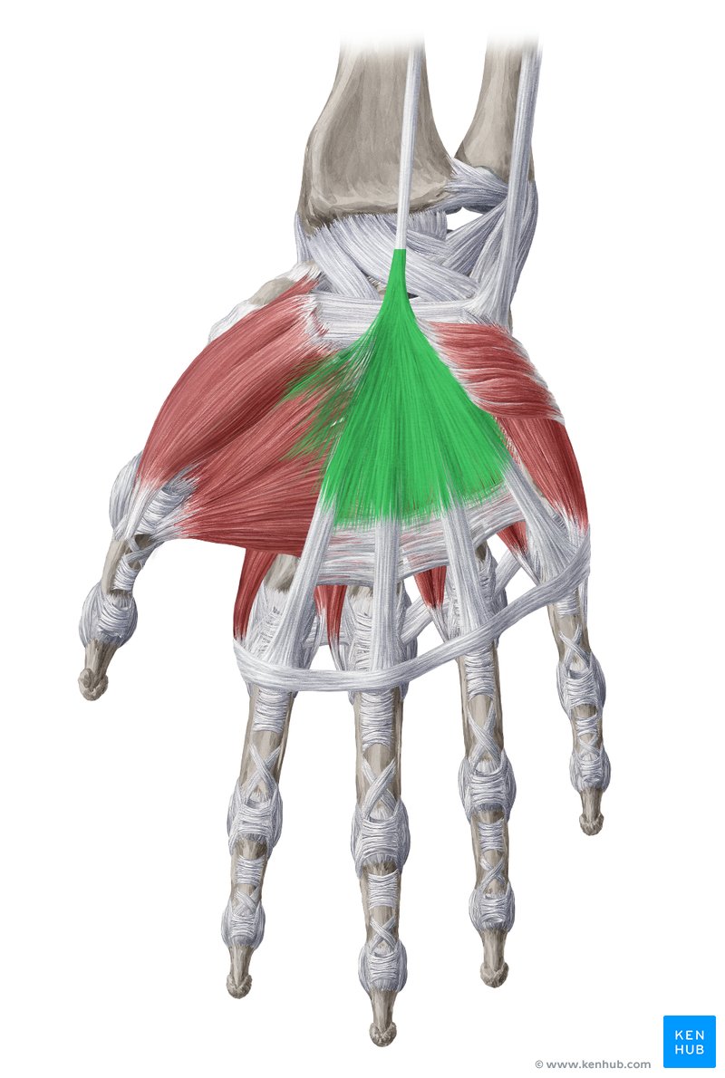 Palmar aponeurosis: Anatomy, structure, function | Kenhub