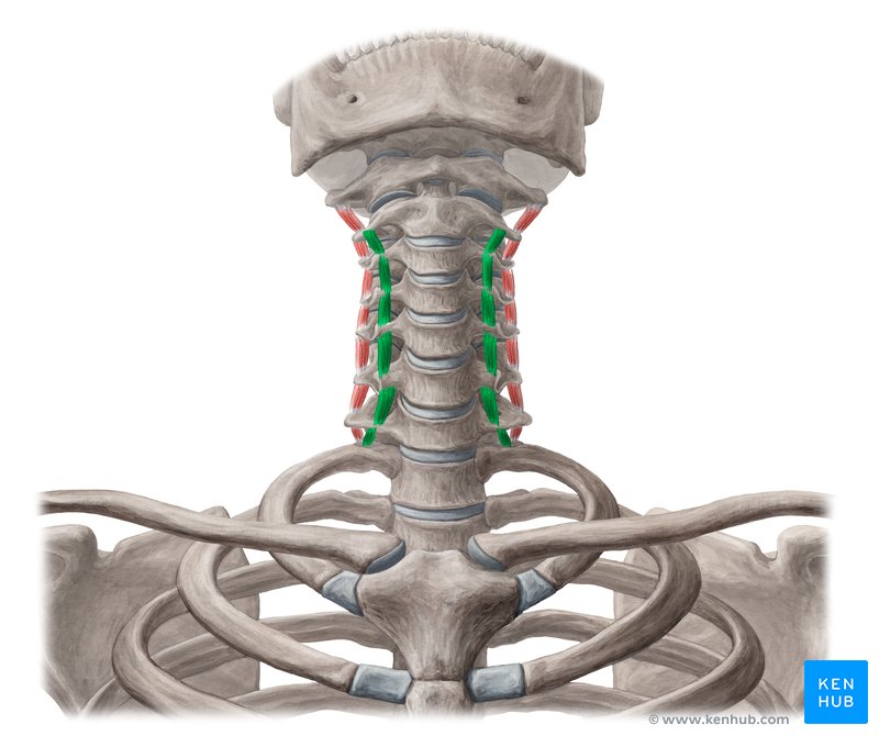 Intertransversários cervicais anteriores: Anatomia | Kenhub