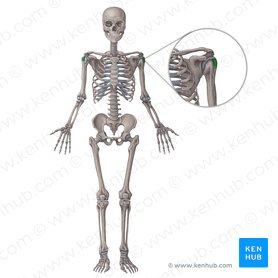 Greater tubercle of humerus | Kenhub