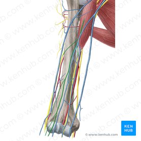 Musculocutaneous nerve: Anatomy, course and function | Kenhub