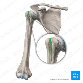 Greater tubercle of humerus | Kenhub