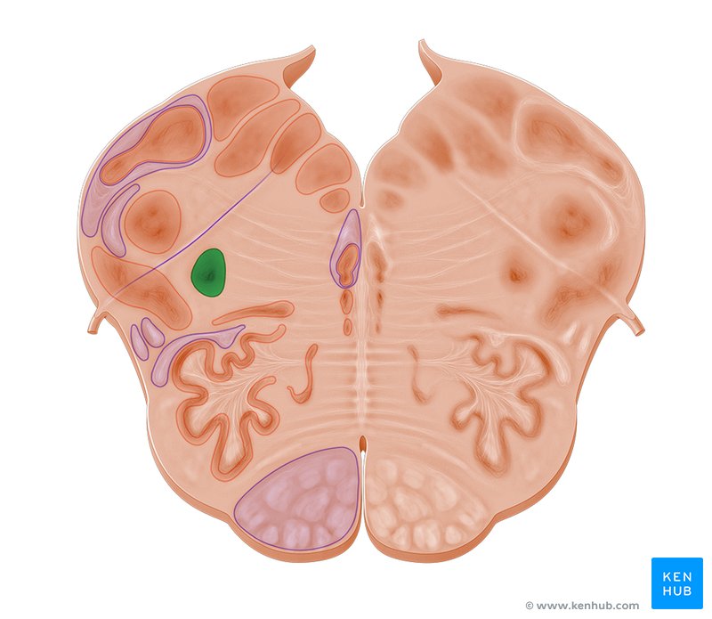 Medulla oblongata: Anatomy and clinical aspects | Kenhub