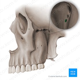 Palatine bone: Plates, borders, processes, articulations | Kenhub