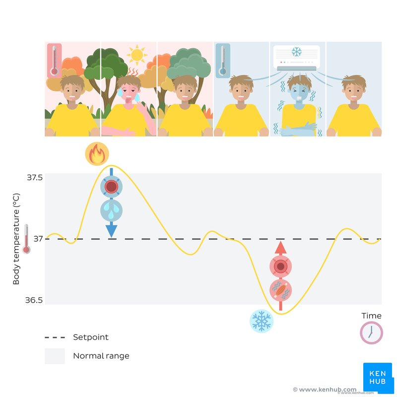 What is homeostasis? Definition & Examples | Kenhub