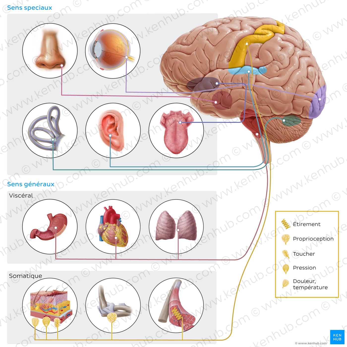 Physiologie : Aperçu des systèmes organiques | Kenhub