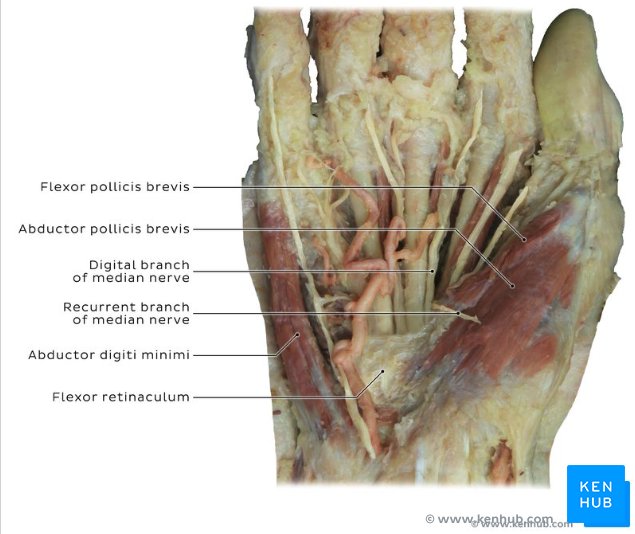 Flexor Pollicis Brevis Cadaver