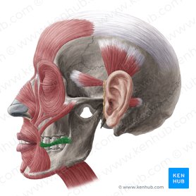 Masseter muscle: Anatomy, origin, insertion, function | Kenhub