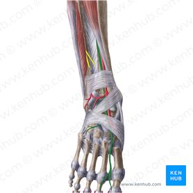 Dorsal muscles of the foot: Anatomy and function | Kenhub
