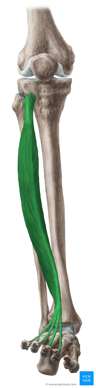 Musculus extensor digitorum longus: Anatomie und Funktion | Kenhub