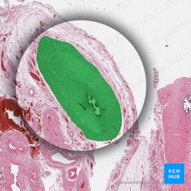 Vas deferens: Anatomy, histology and embryology | Kenhub