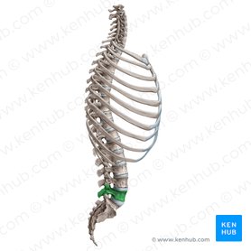 Lumbosacral joint: anatomy, ligaments and movements | Kenhub