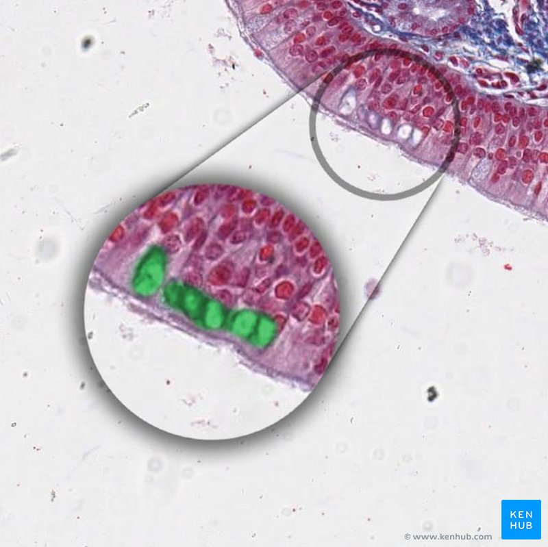 Einschichtiges Epithel: Histologie, Einteilung, Funktion | Kenhub