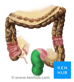 Recto: Anatomía, histología, función | Kenhub