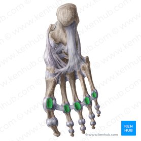 Metatarsophalangeal (MTP) joints: Bones, movements, musc | Kenhub