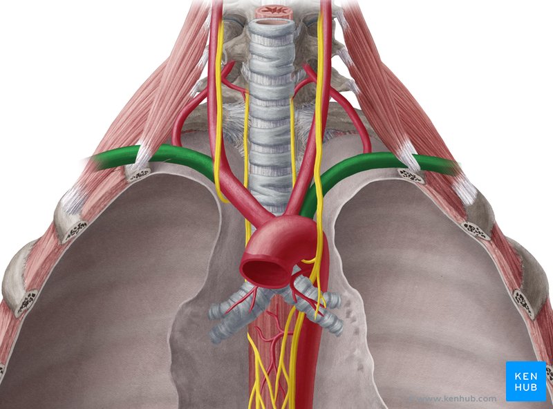 Arteria subclavia: Anatomie, Verlauf, Äste und Syndrom | Kenhub