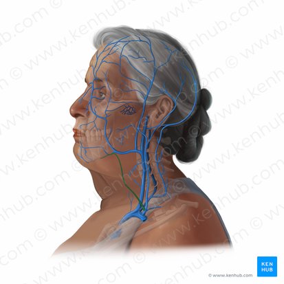 subclavian vein function