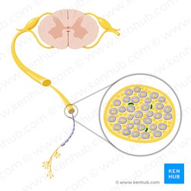 Epineurium: structure and function | Kenhub