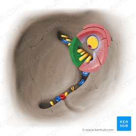 Lateral rectus: Origins, insertions, actions, innervation | Kenhub