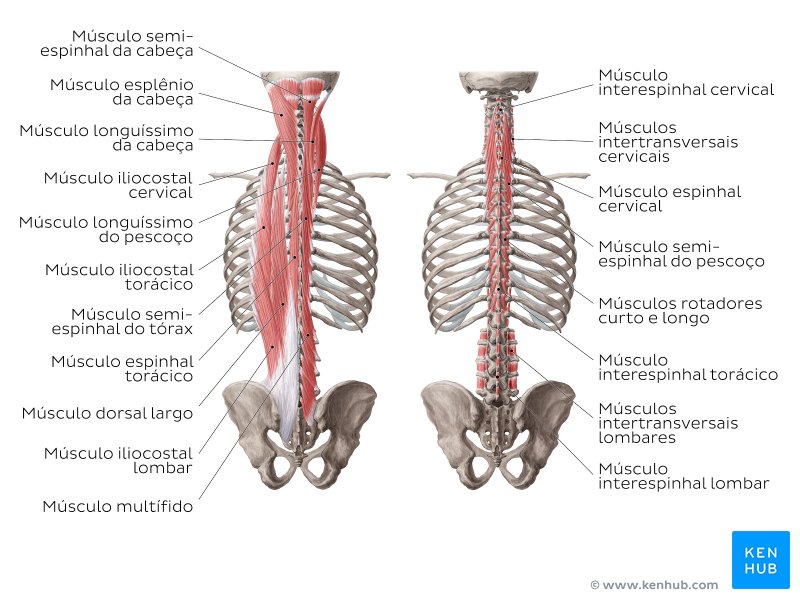 Anatomia do dorso - Músculos, coluna vertebral, funções | Kenhub