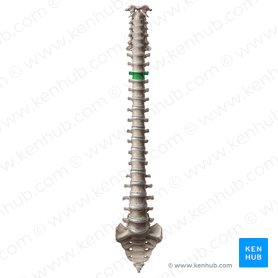 Thoracic vertebrae: Anatomy, function and definition | Kenhub