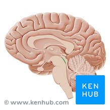 Cerebral aqueduct: Anatomy and function | Kenhub