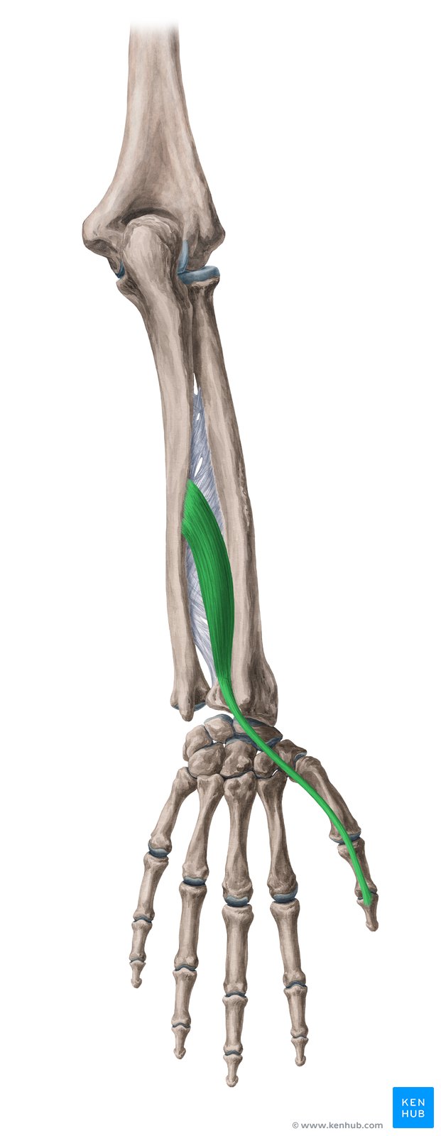 Musculus extensor pollicis longus - Anatomie & Funktion | Kenhub