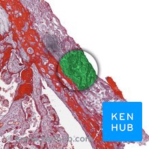 Chorion : définition, rôle et structure embryonnaire | Kenhub