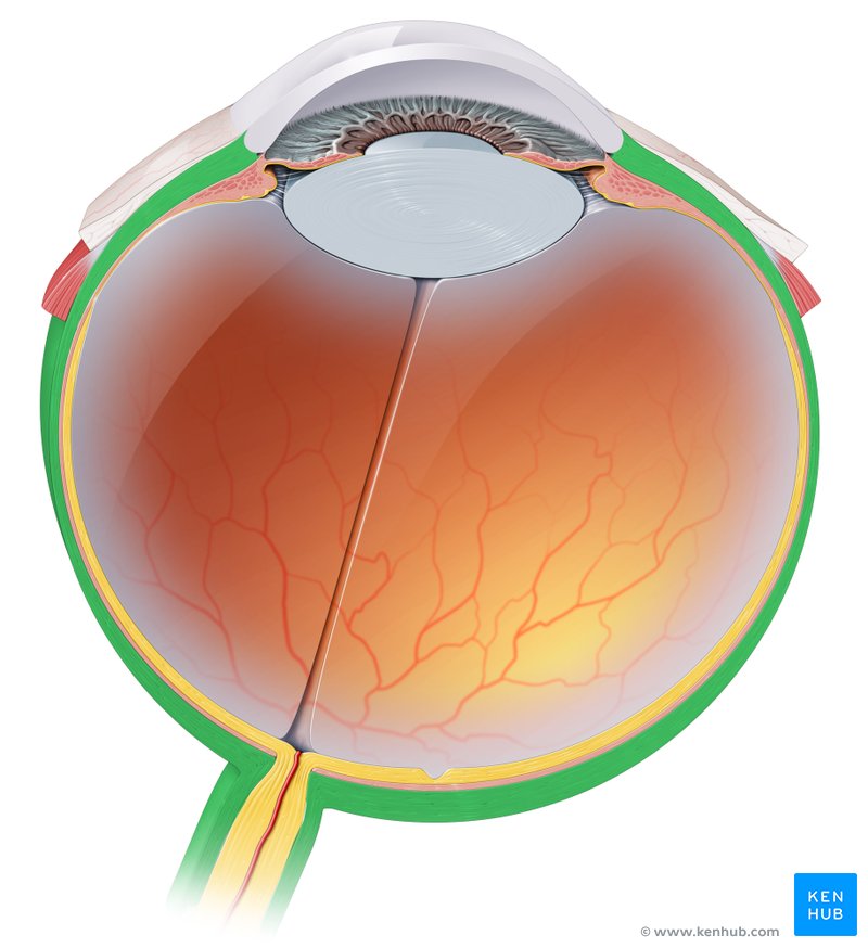 Sclera: anatomy and function | Kenhub