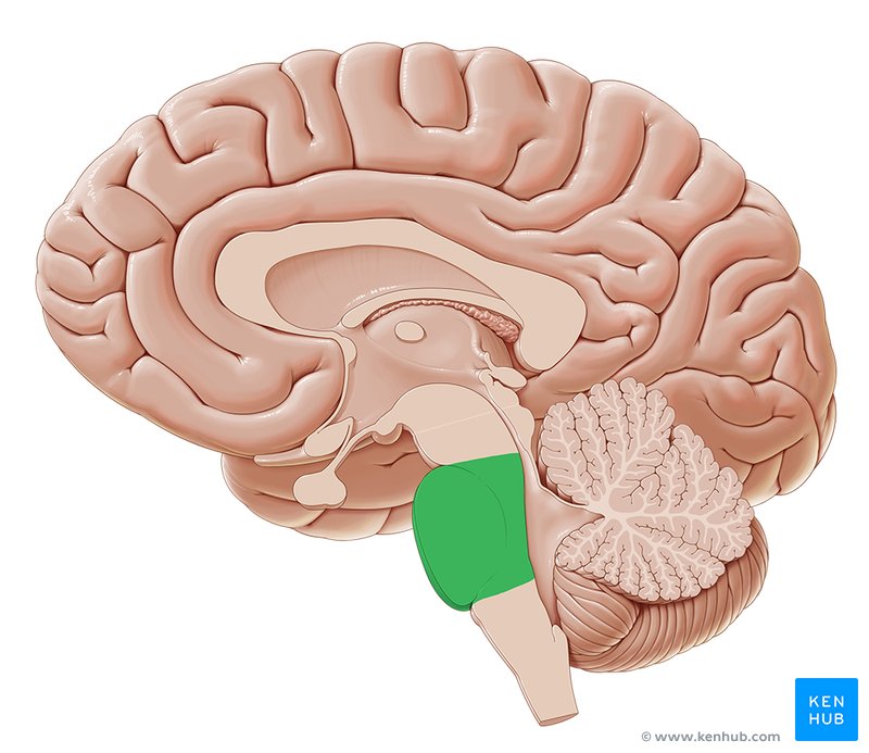 Sistema nervoso: Anatomia, função e diagrama | Kenhub
