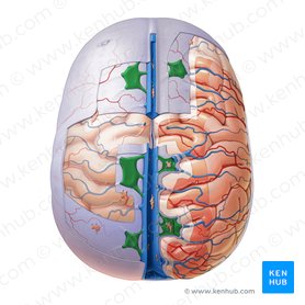 Superior sagittal sinus: Anatomy, tributaries, drainage | Kenhub
