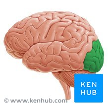 Lobe occipital : Anatomie, fonction, relations cliniques | Kenhub