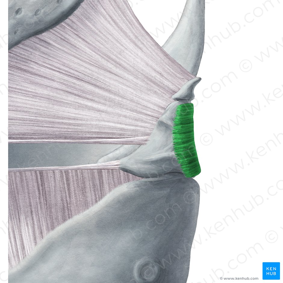 Nervus laryngeus recurrens - Anatomie, Verlauf & Klinik | Kenhub