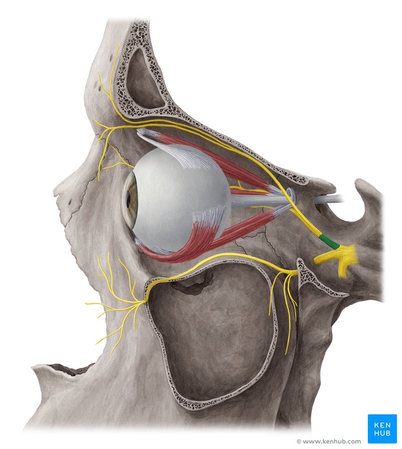 long ciliary nerve course