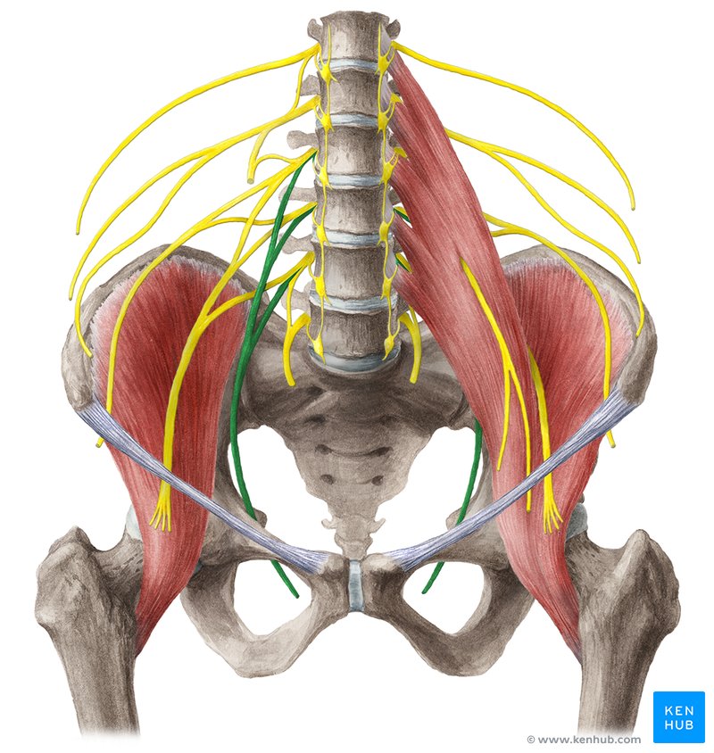 Nervio obturador: Origen, trayecto y función | Kenhub