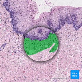 Bindegewebe - Definition, Arten und Aufbau | Kenhub