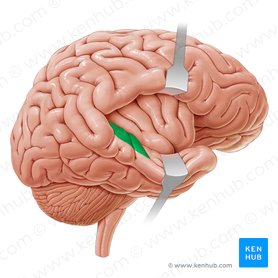 Temporal lobe: anatomy, functions and location | Kenhub