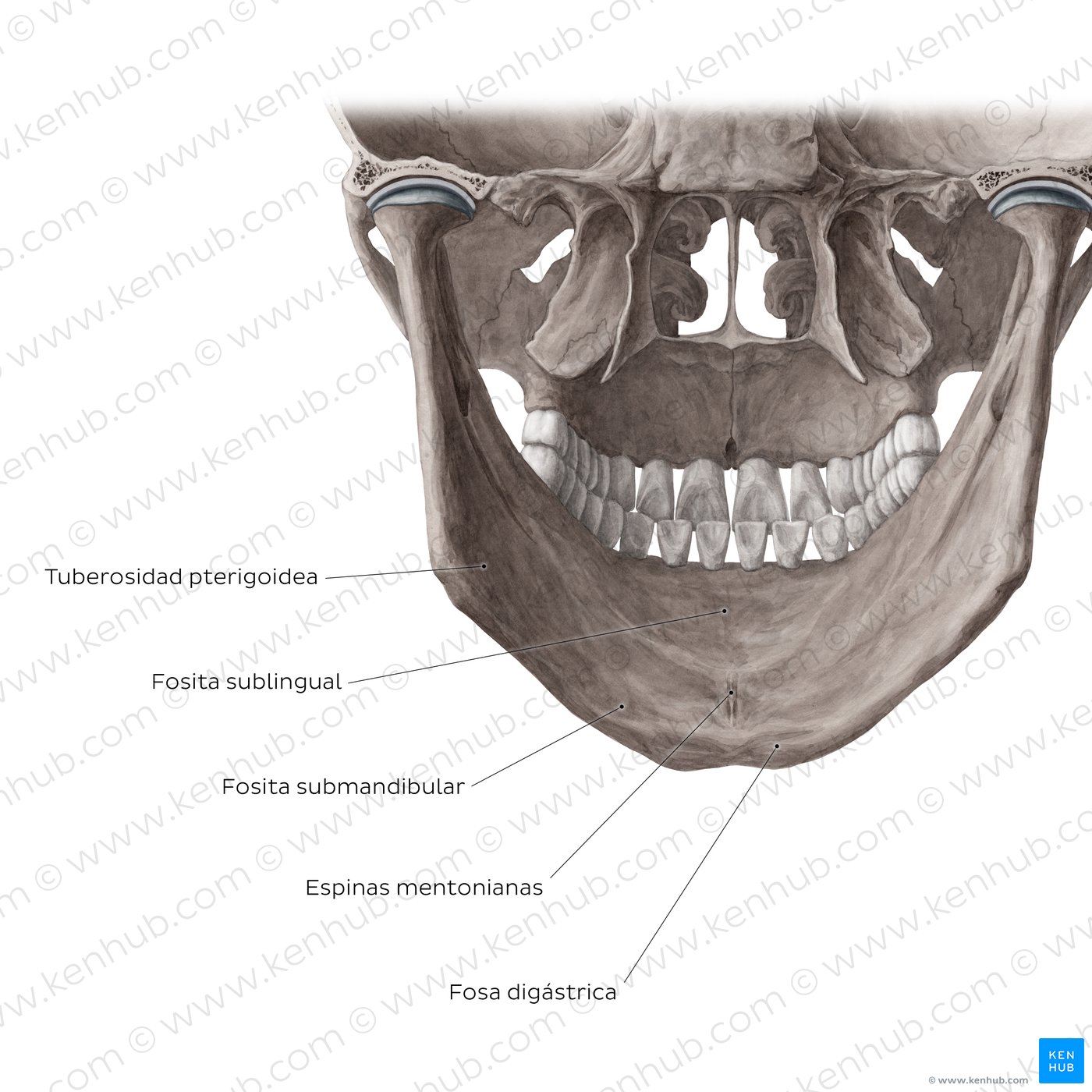 Mandíbula: Anatomía, estructuras y fracturas. | Kenhub