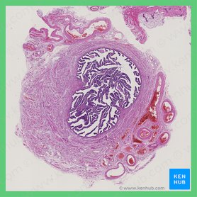 Tubas uterinas: Anatomia, função e histologia | Kenhub