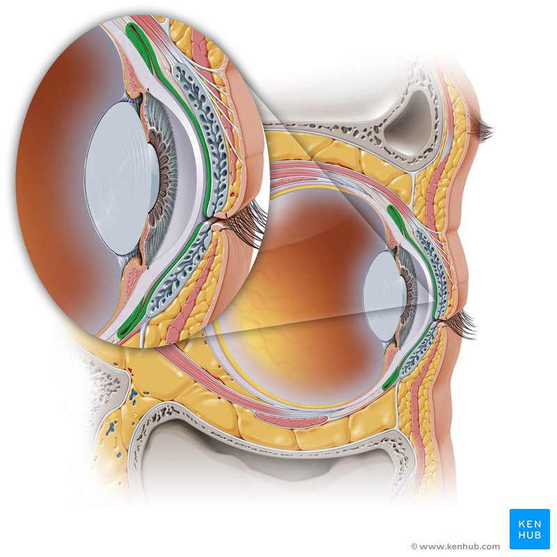 Anatomía Del Ojo Conjuntiva Conjuntiva Ocular: Anatomia Y Fisiologia