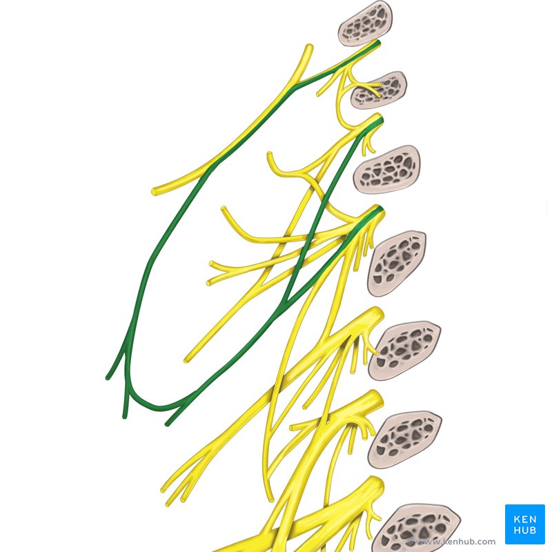 Ansa cervicalis - Anatomie & Klinik | Kenhub