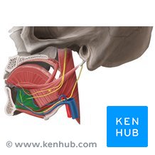 styloglossus function