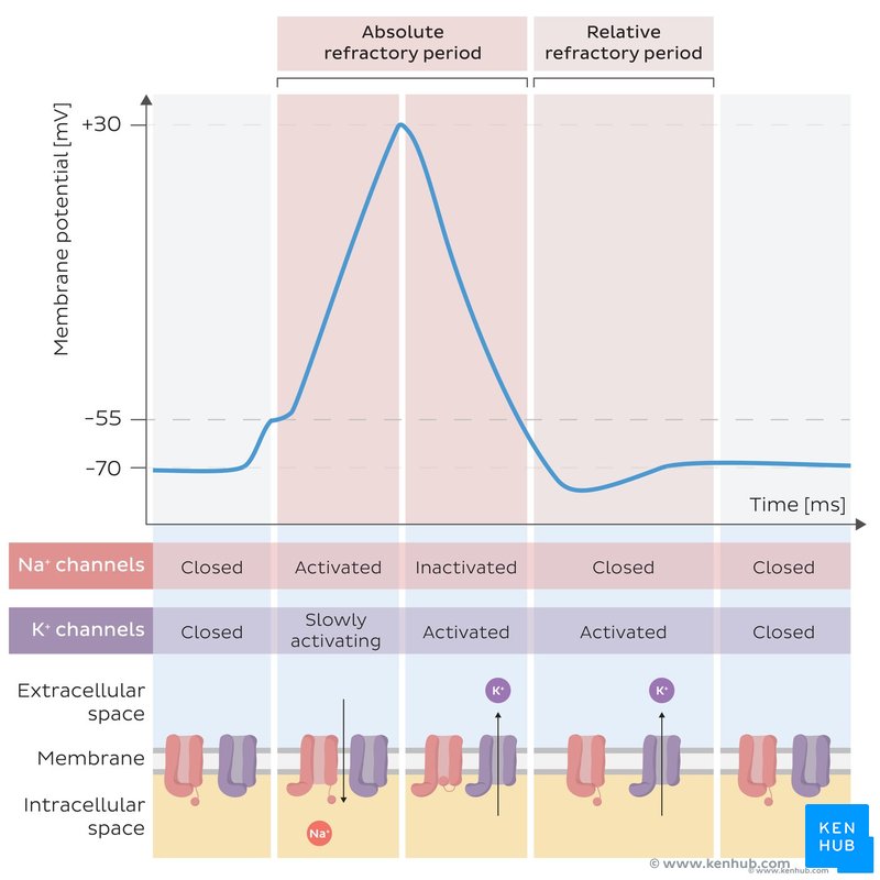 Relative Refractory Period