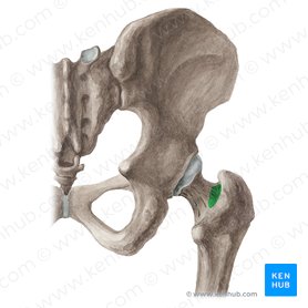 Obturator externus: Origin, insertion, innervation,action | Kenhub