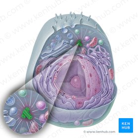 Cellular organelles and their functions | Kenhub