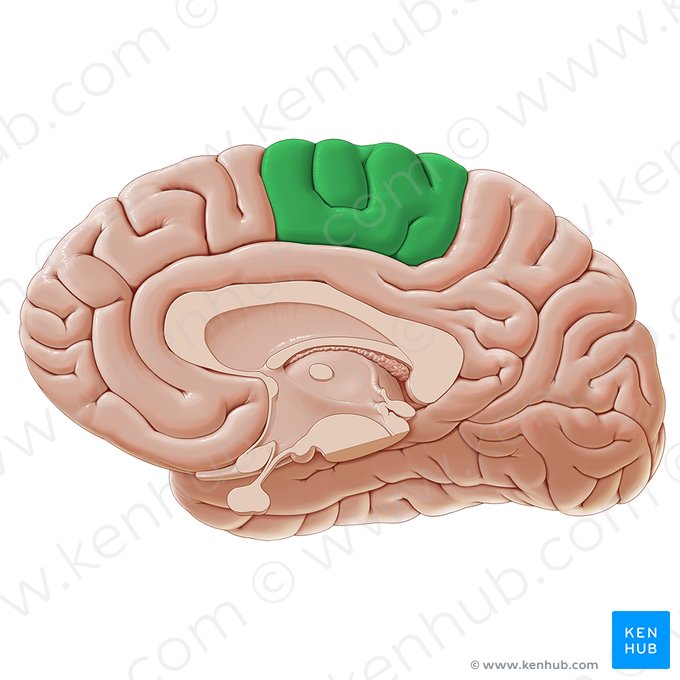 Midsagittal section of the brain: Anatomy | Kenhub