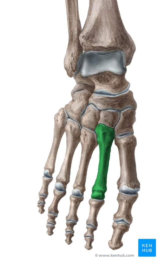 Metatarsal bones: Anatomy | Kenhub